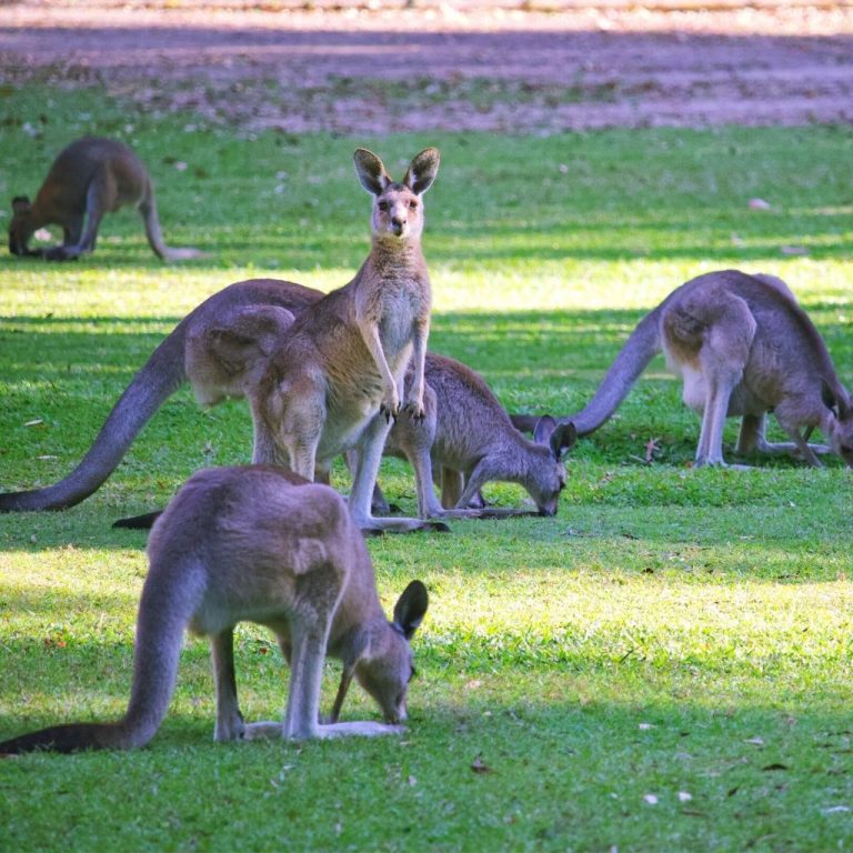 The Best Places to See Wildlife in Perth - Turuhi