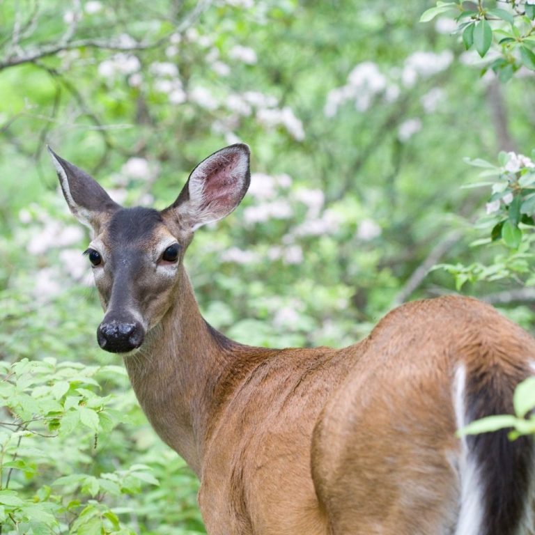 The Wildlife of the Cherokee Forest and Why It Matters - Turuhi