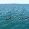 The Experience of Swimming with Wild Dolphins - Perth, Australia - Turuhi
