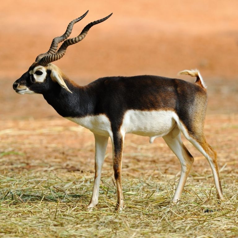 Top 5 Things to do in Jamnagar for Nature Lovers - Turuhi