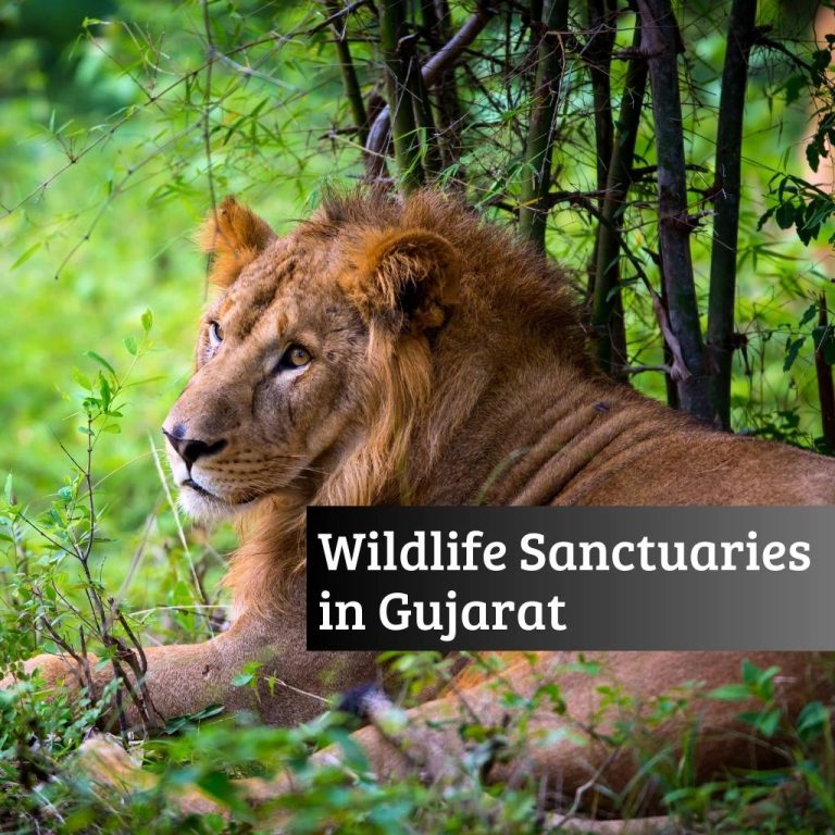 Wildlife Sanctuaries in Gujarat - Turuhi