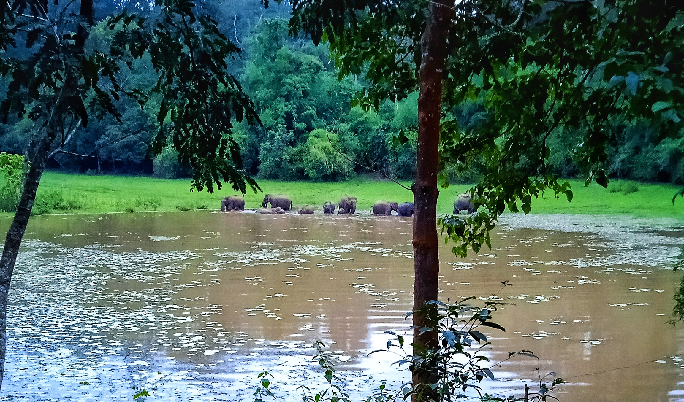 A Unique Wildlife Experience in Wayanad